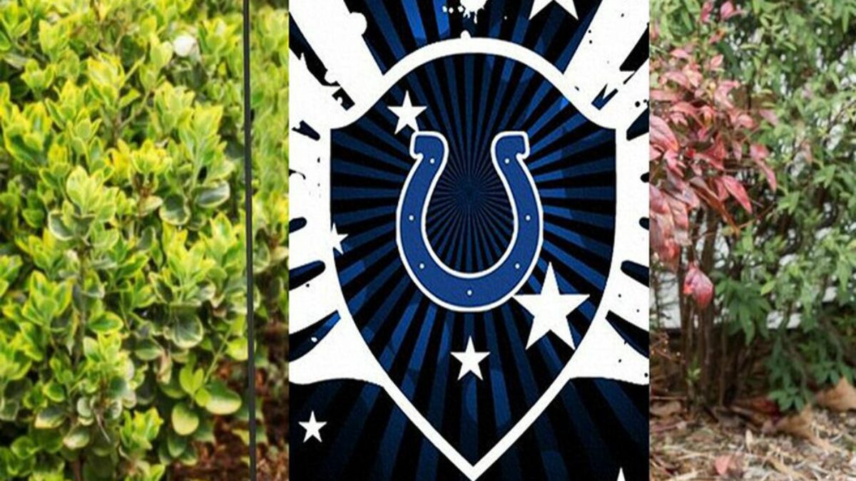 nfl shield logo flag